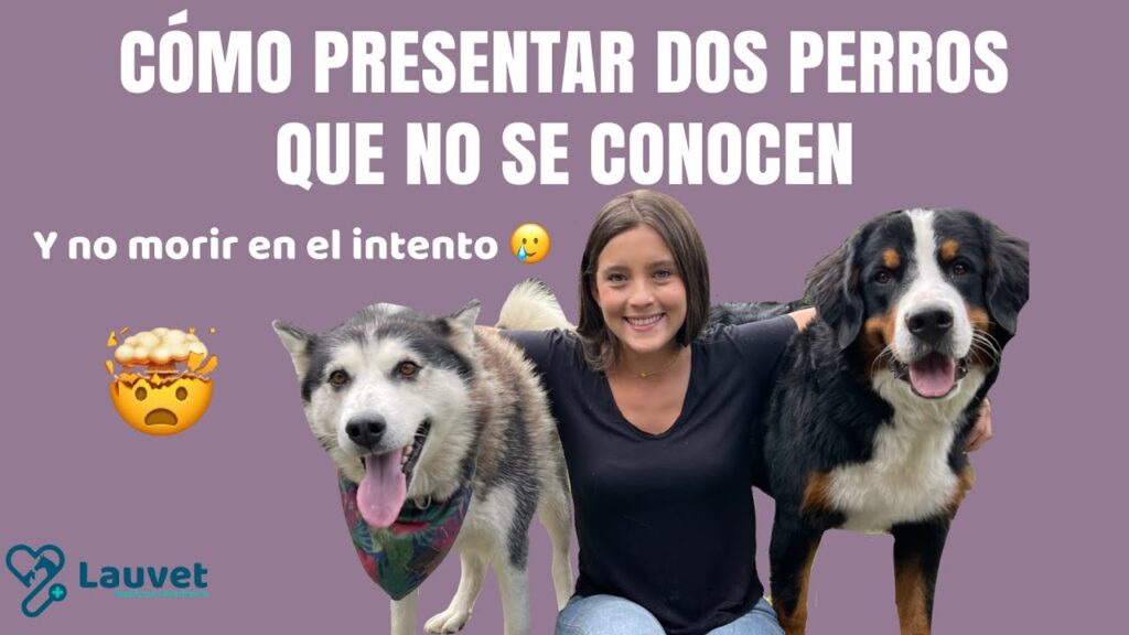 Presentar dos perros: Guía - Master-can.com